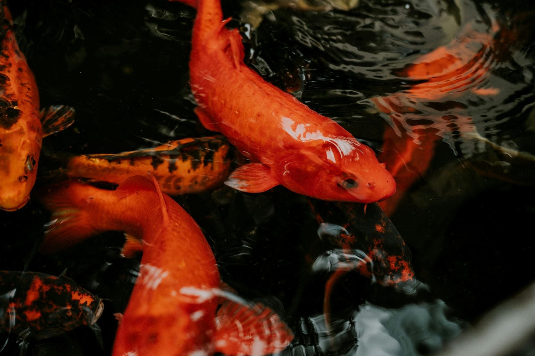 The Most Expensive Aquatic Pets: Rare & Luxury Fish to Own" – Fylvy