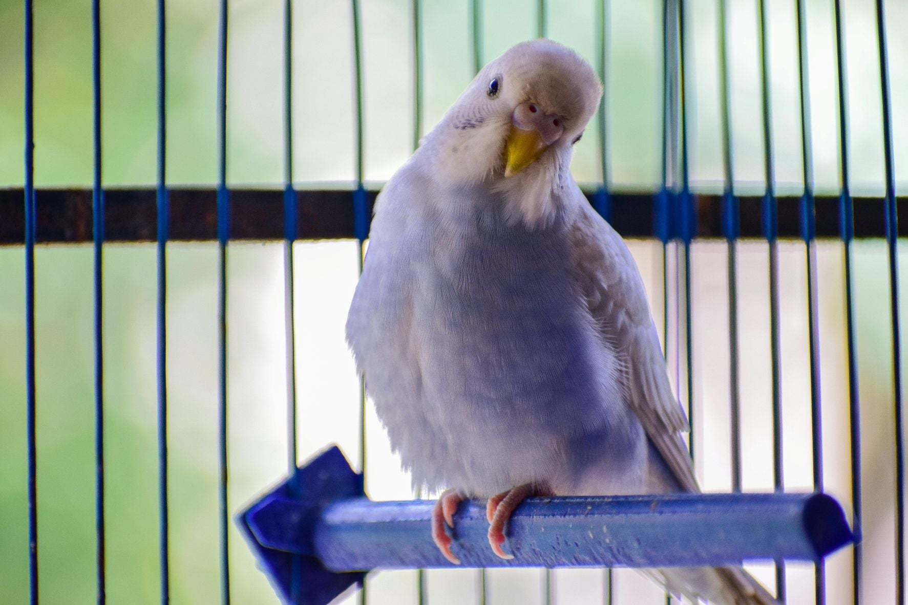 How to Maintain Hygiene in Your Bird's Cage: A Complete Guide – Fylvy
