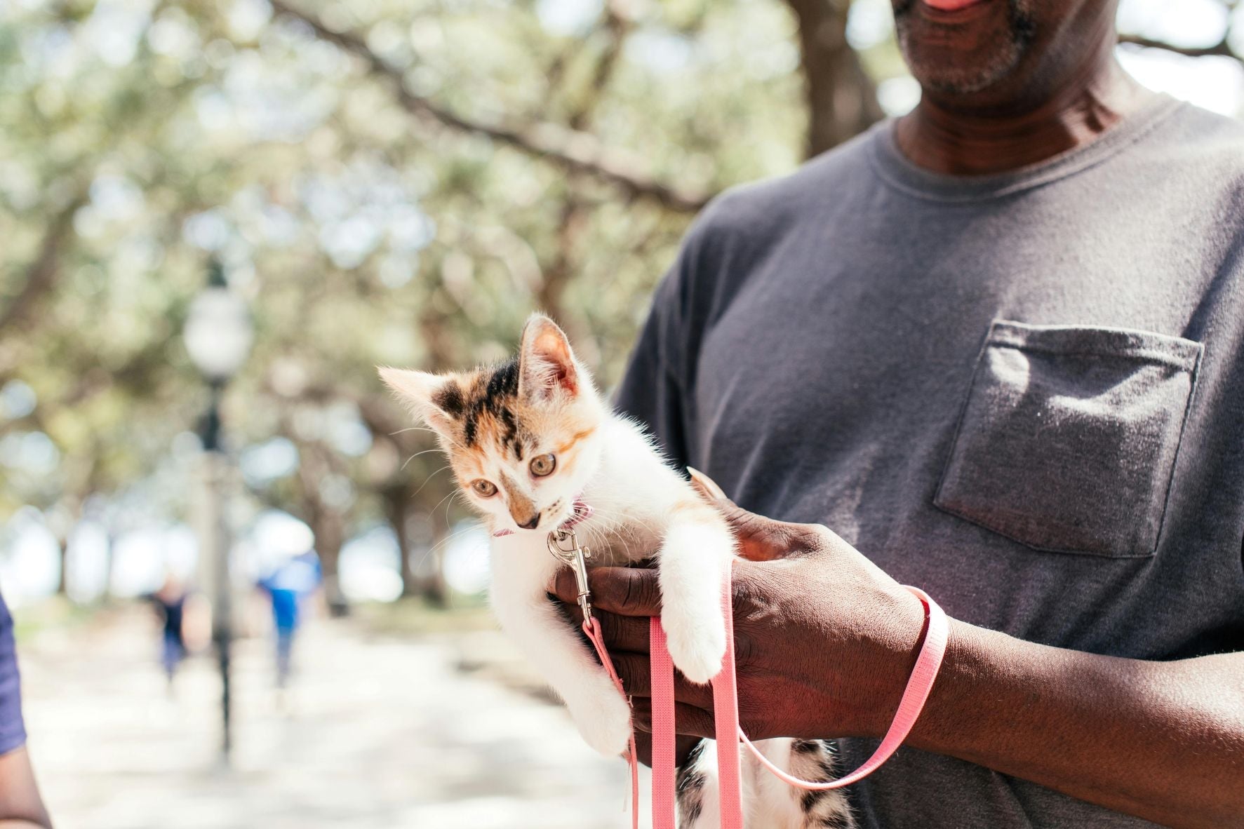 How to Potty Train Your Cat: Step-by-Step Guide for Success? – Fylvy